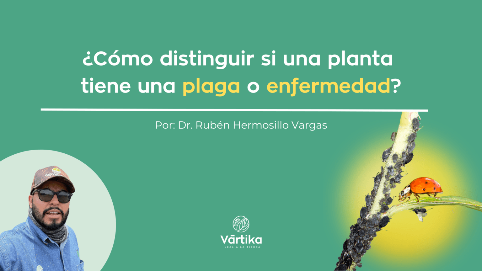 ¿Cómo distinguir si una planta tiene una plaga o enfermedad?